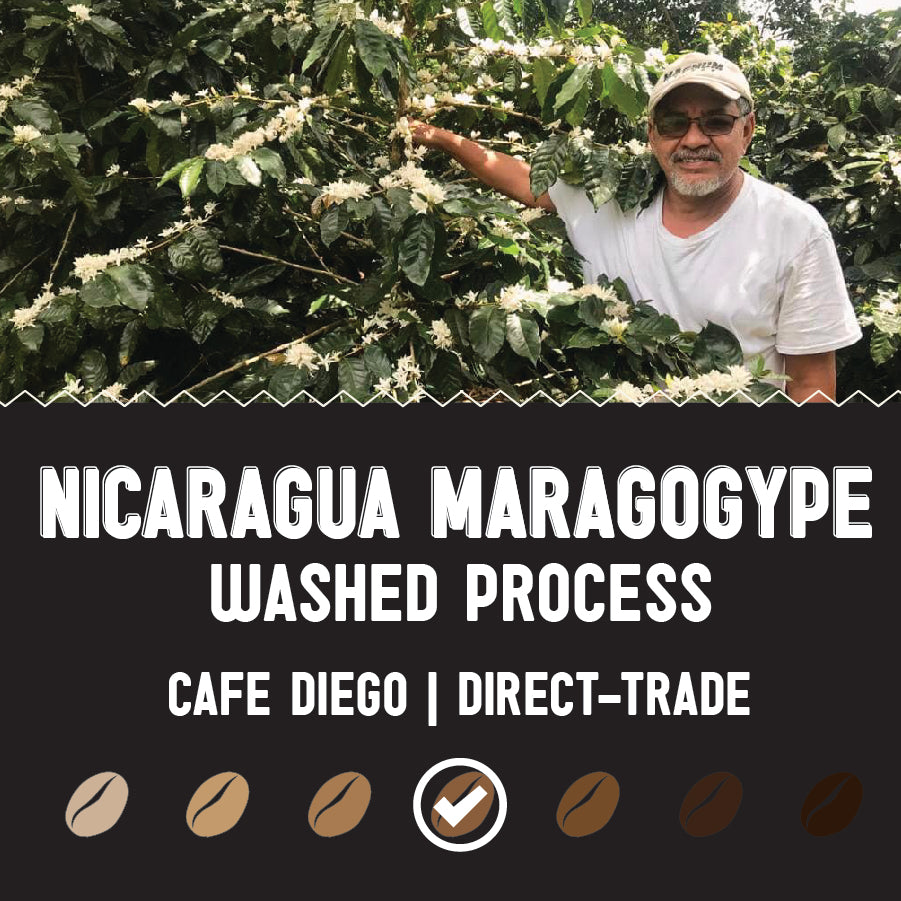Nicaragua Maragogype Medium Roast – Espresso Outlet LLC